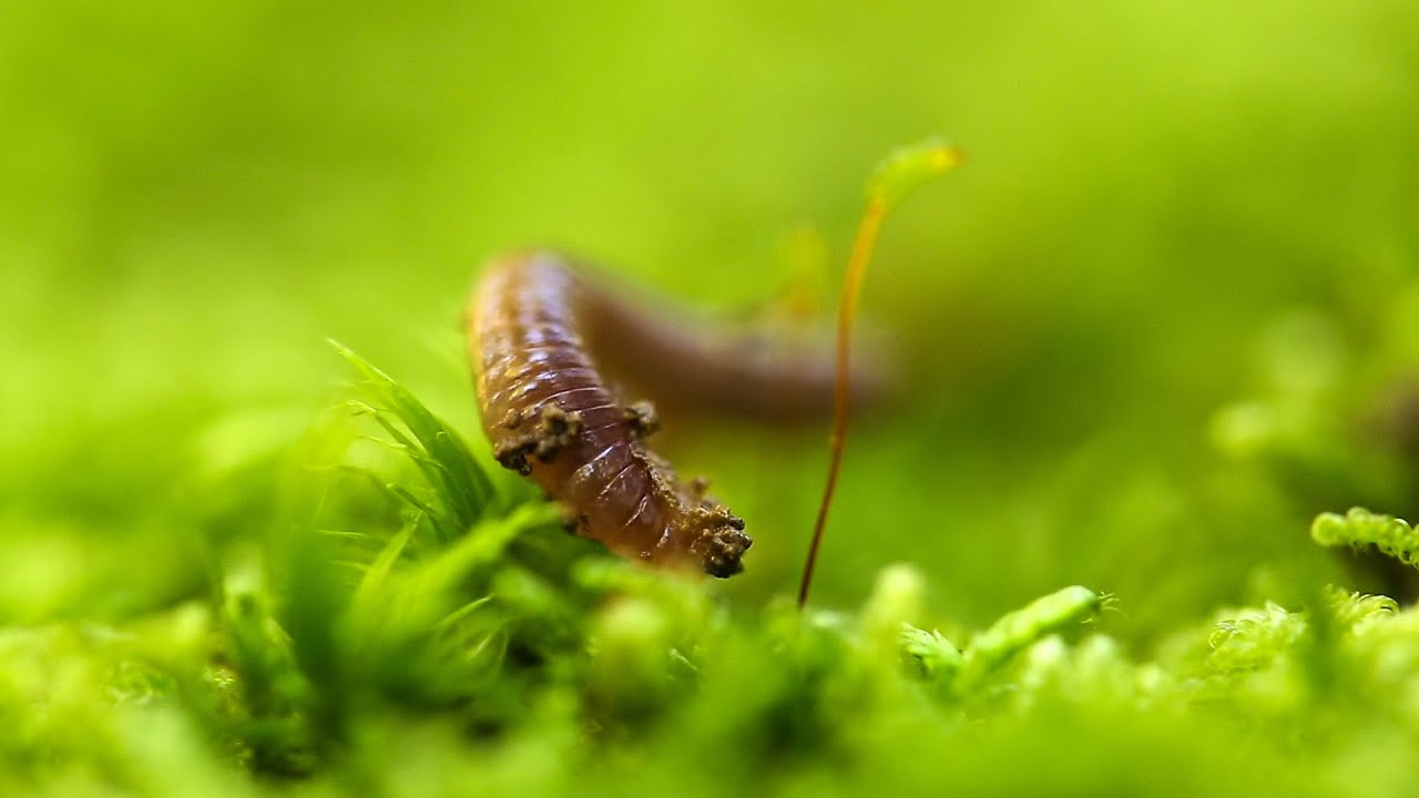 Worm Slithering Through Moist Moss | (FULLHD) - YouTube