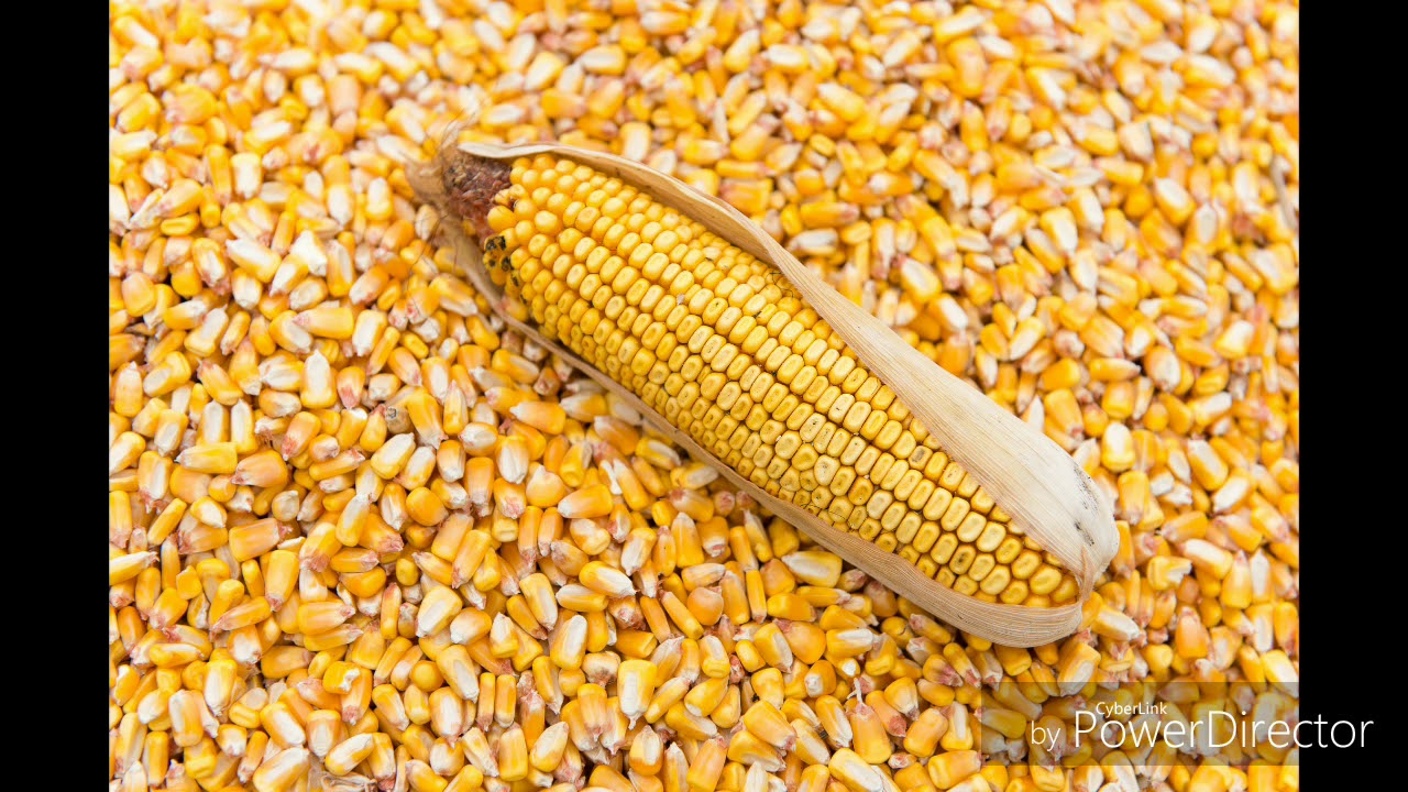 GMO CORN (project in biotechnology) - YouTube