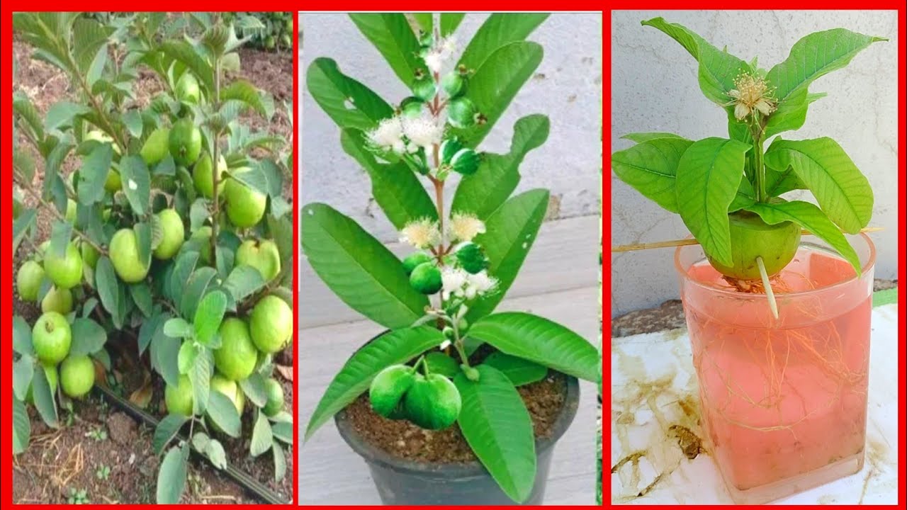 how to grow guava tree from guava fruit at home|grow guava tree in the ...