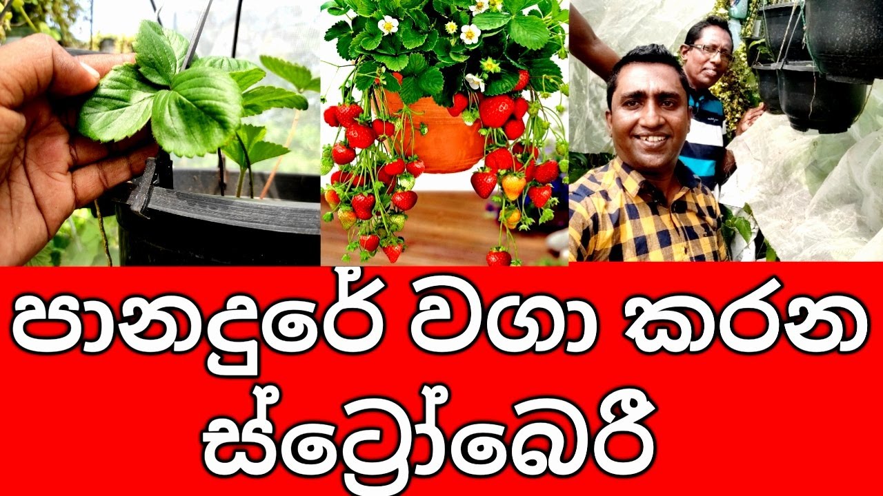 Successful Strawberry Cultivation Home garden in Panadura, Sri Lanka ...