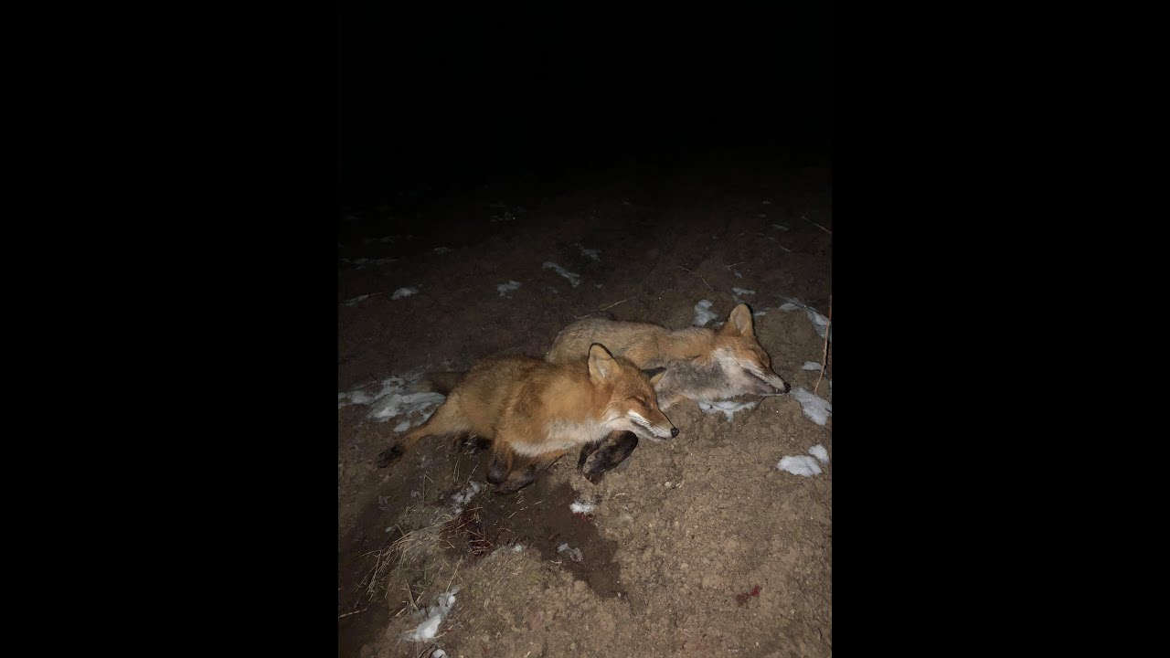 Second fox shot, same night with pulsar forward f155 - YouTube