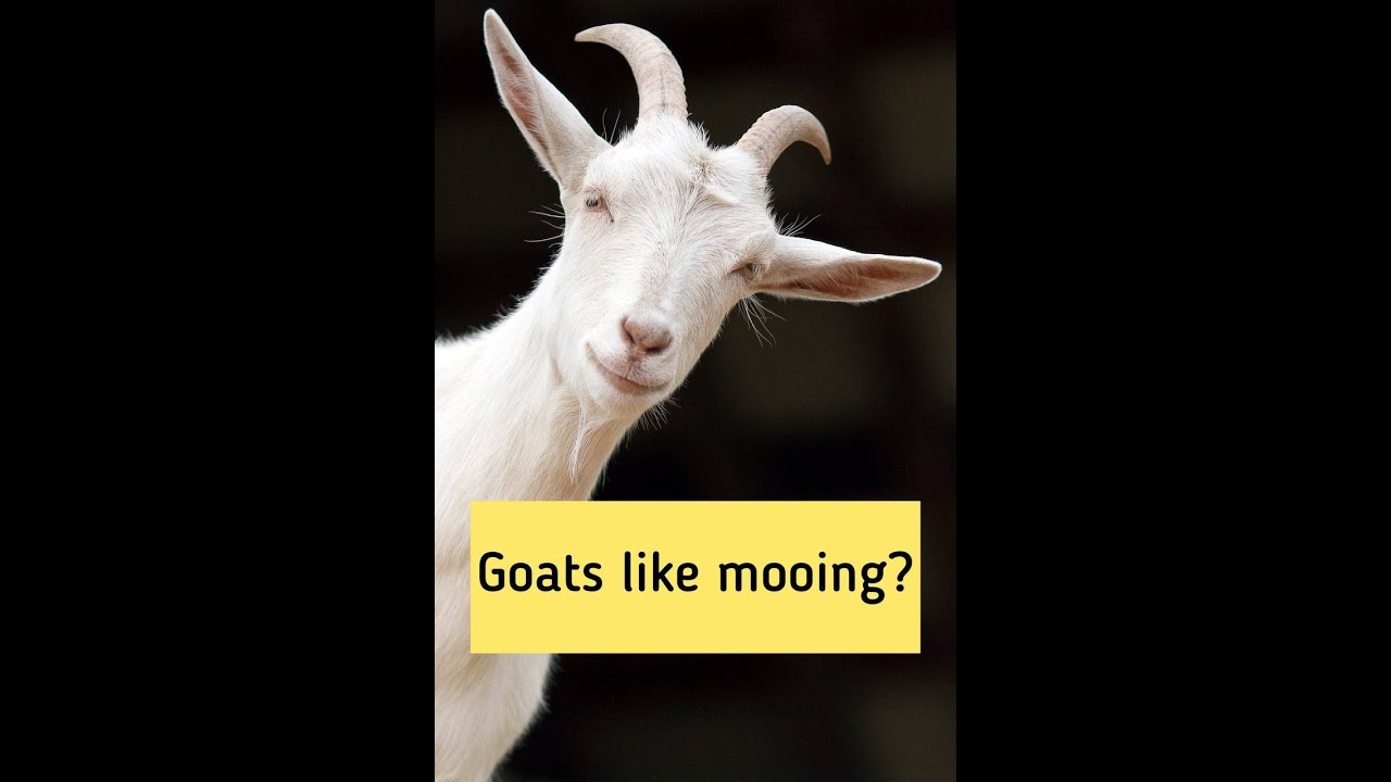 🐐Goats like mooing? - YouTube