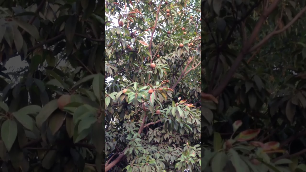 Chikkoo Tree /Sapodilla Tree - YouTube