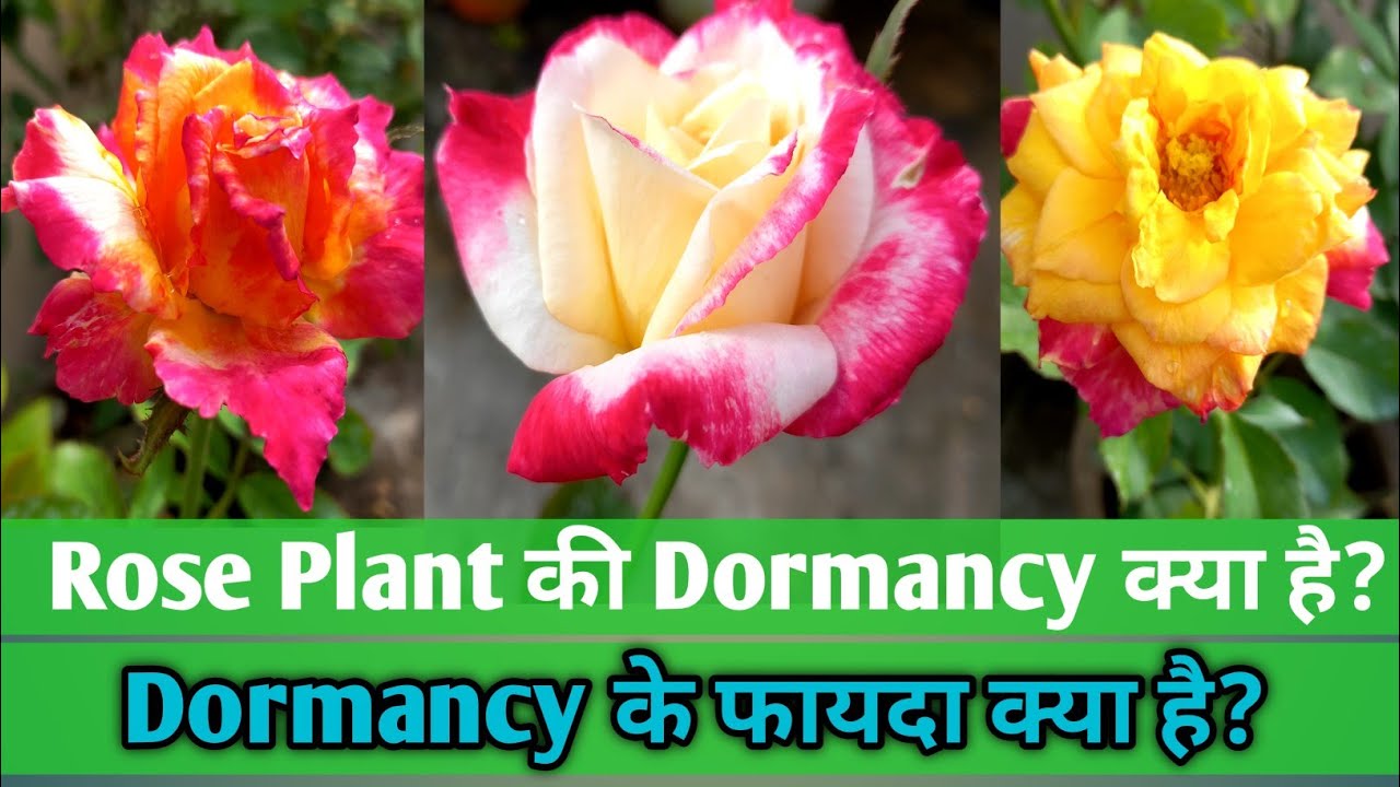 Rose Plant की Dormancy क्या है ? Dormancy के फायदा क्या है ? - YouTube