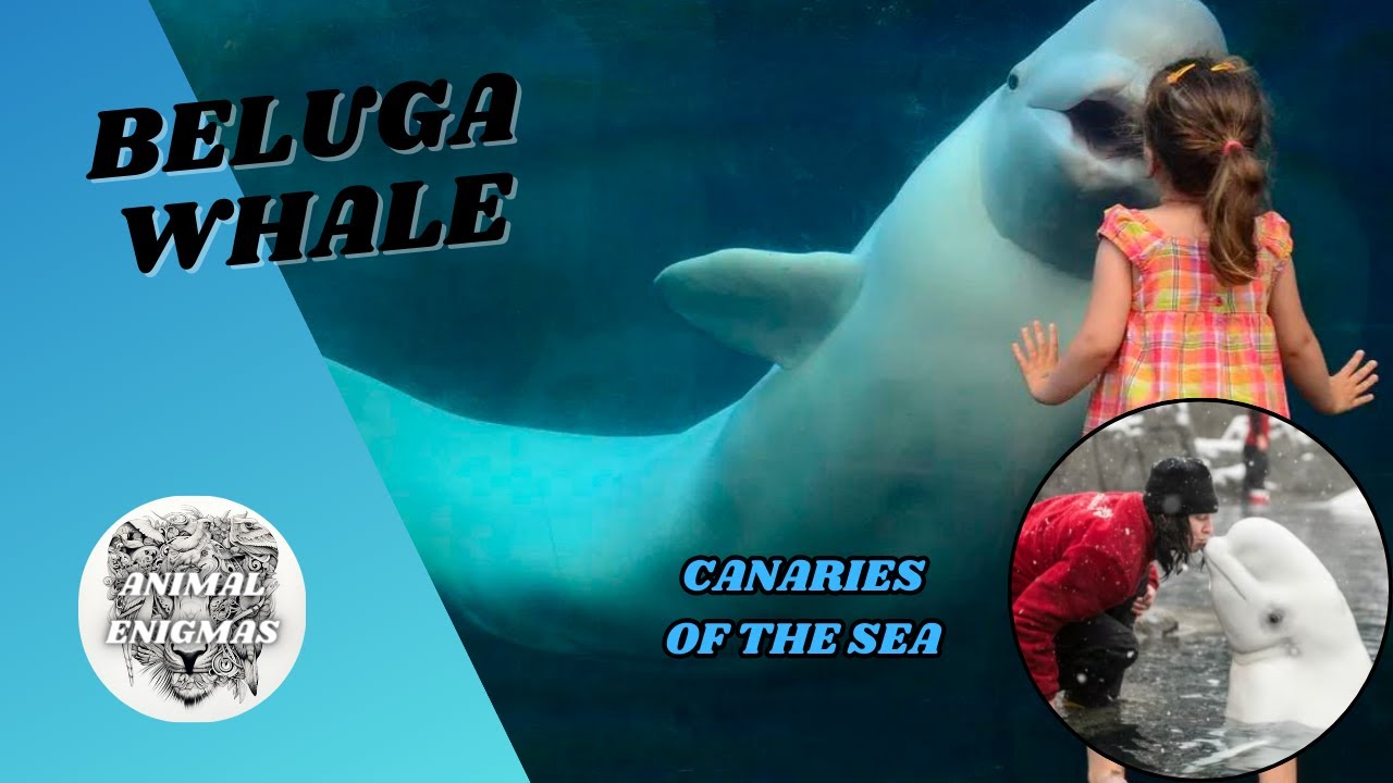Beluga Whale | Canaries of The Sea | AnimalEnigmas - YouTube