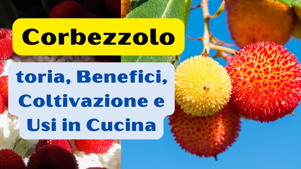 Corbezzolo: Storia, Benefici, Coltivazione e Usi in Cucina - YouTube
