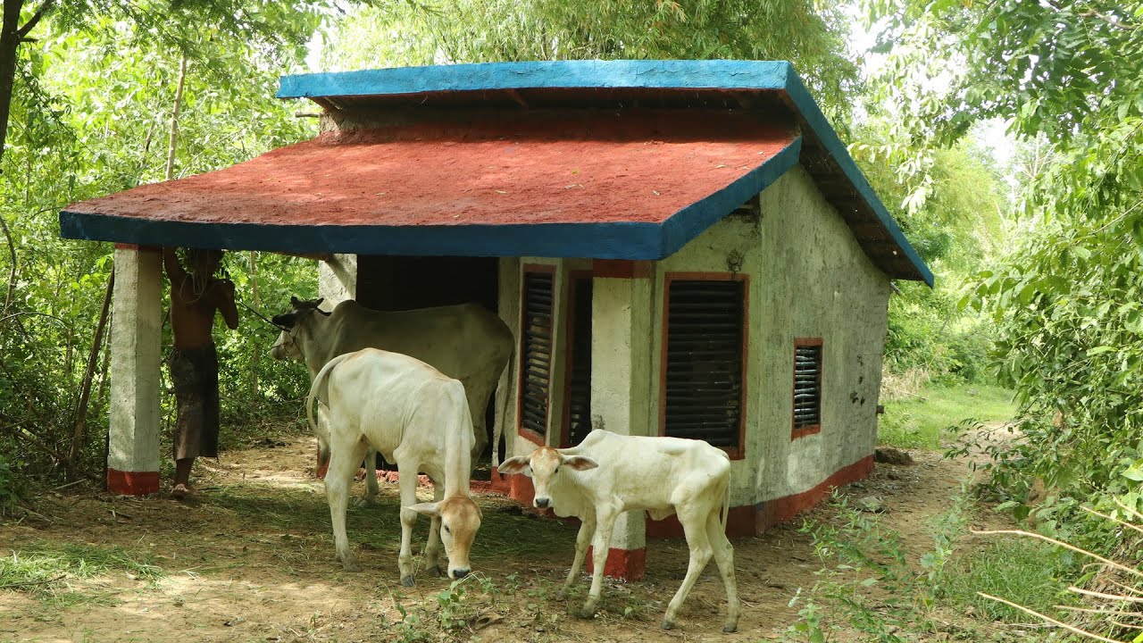 Building the most creative simple mud villa house for cows design in ...