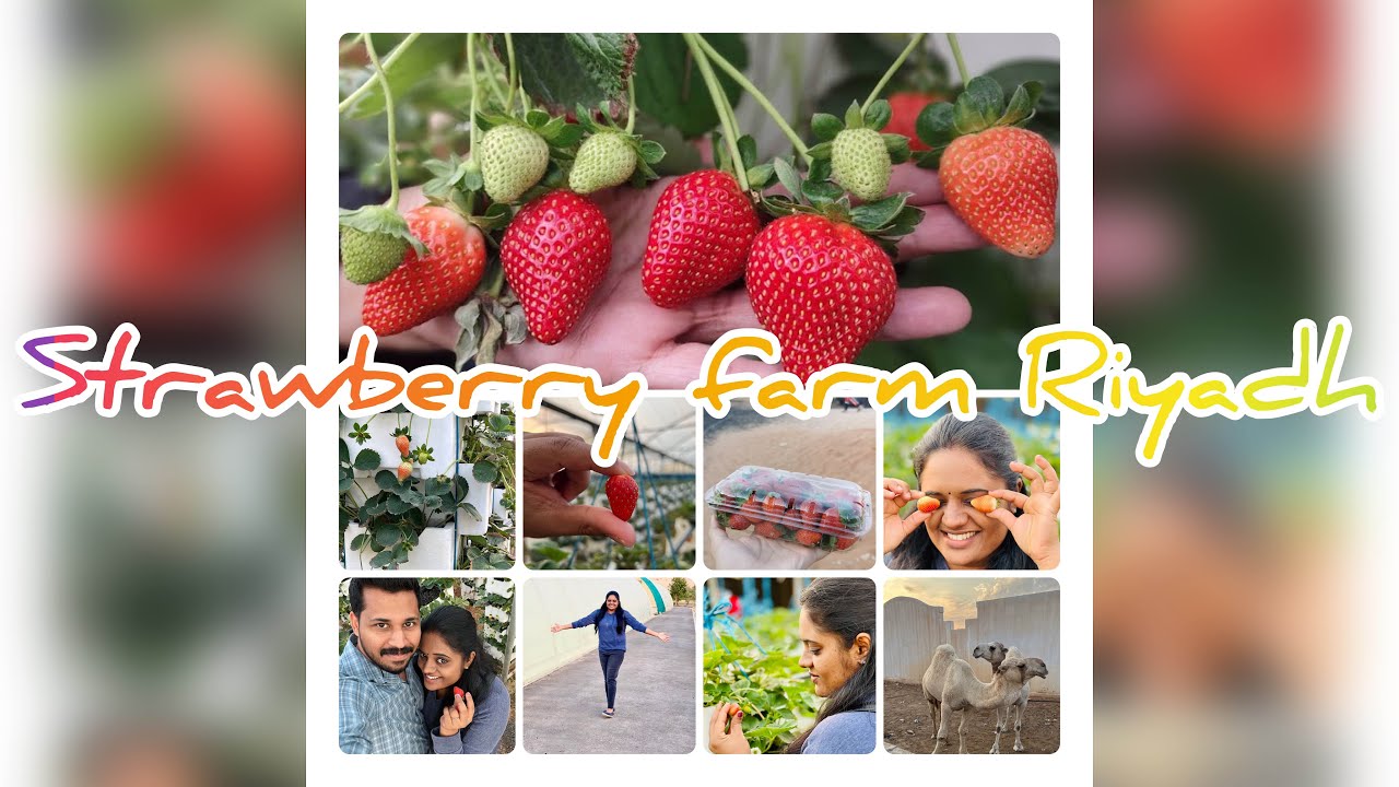 Strawberry farm Riyadh | Hanging strawberry garden| Riyadh season ...