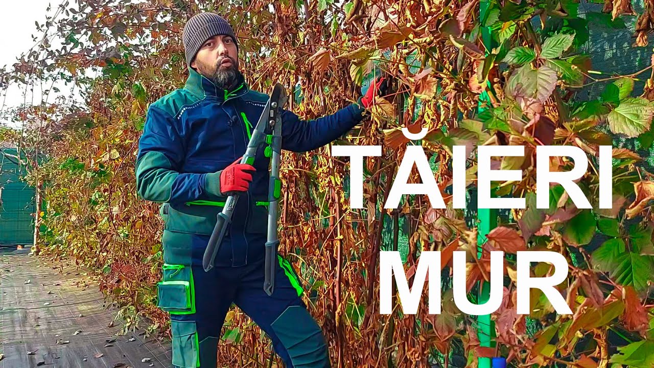 TĂIERI MUR FĂRĂ SPINI ȘI APLICARE ÎNGRĂȘĂMINTE ORGANICE PENTRU RODUL DE ...