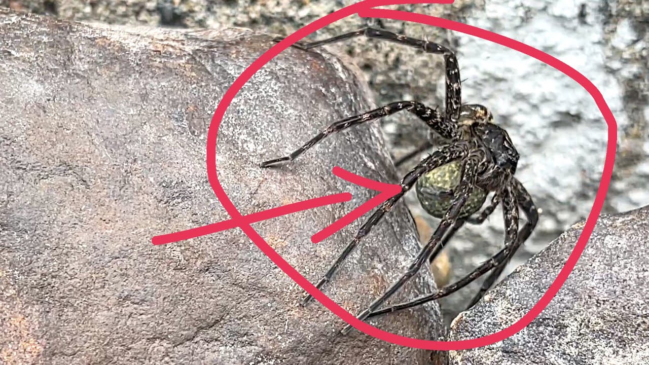 MASSIVE dock spider with pouch of eggs! - YouTube