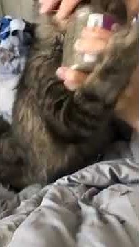 Cat Wants all the Catnip - YouTube