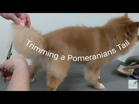 Pomeranian Tail Complete Guide (Curl, Meaning, Problems) | Paws and Learn