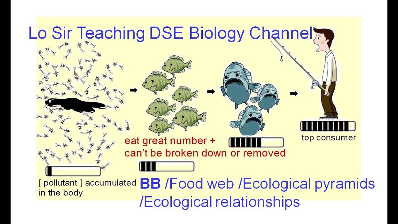 Lo Sir Teaching DSE Biology Channel ~ BB/ Food webs/ Ecological ...