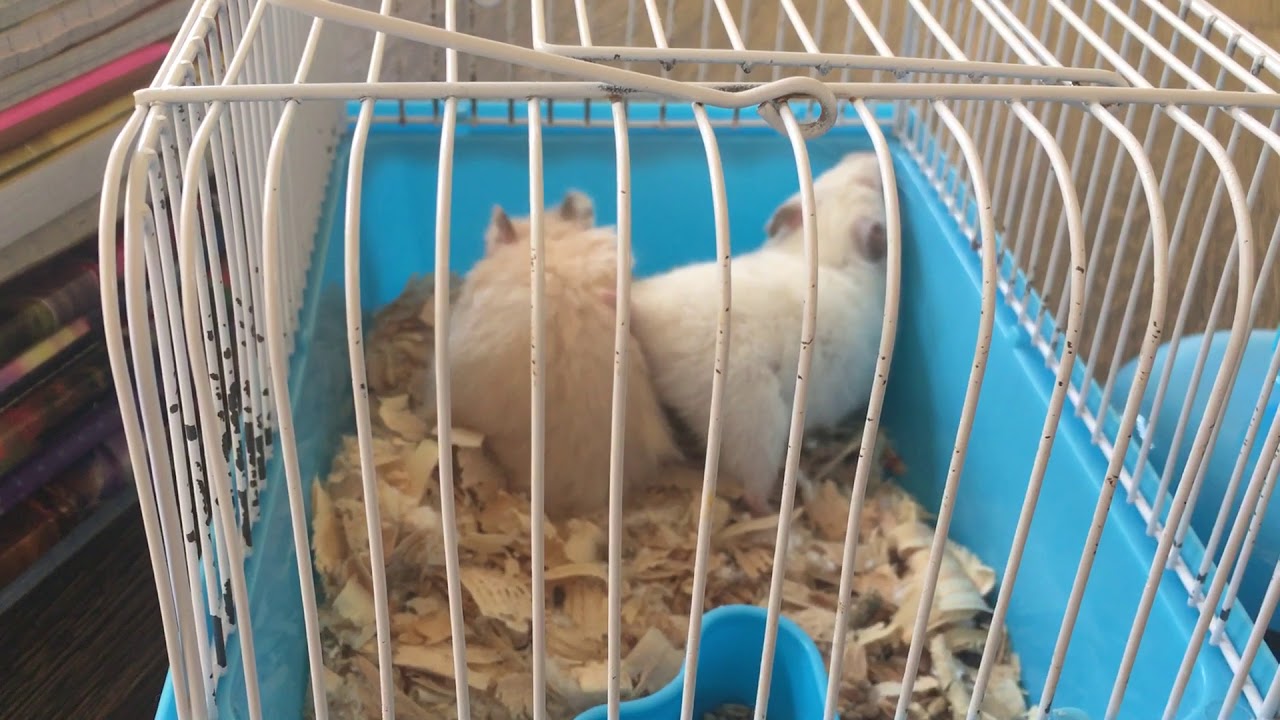 ზაზუნების გამრავლება - YouTube