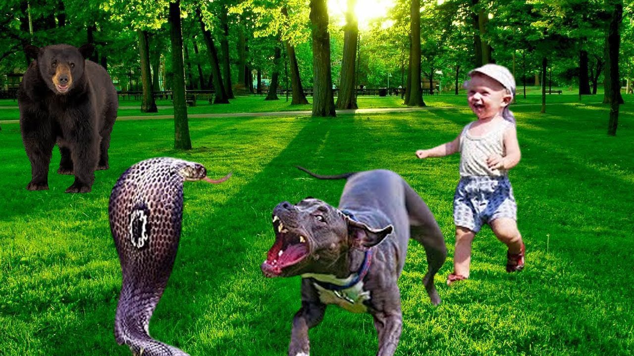 Amazing!! Hero Animals That Saved Human Lives - YouTube