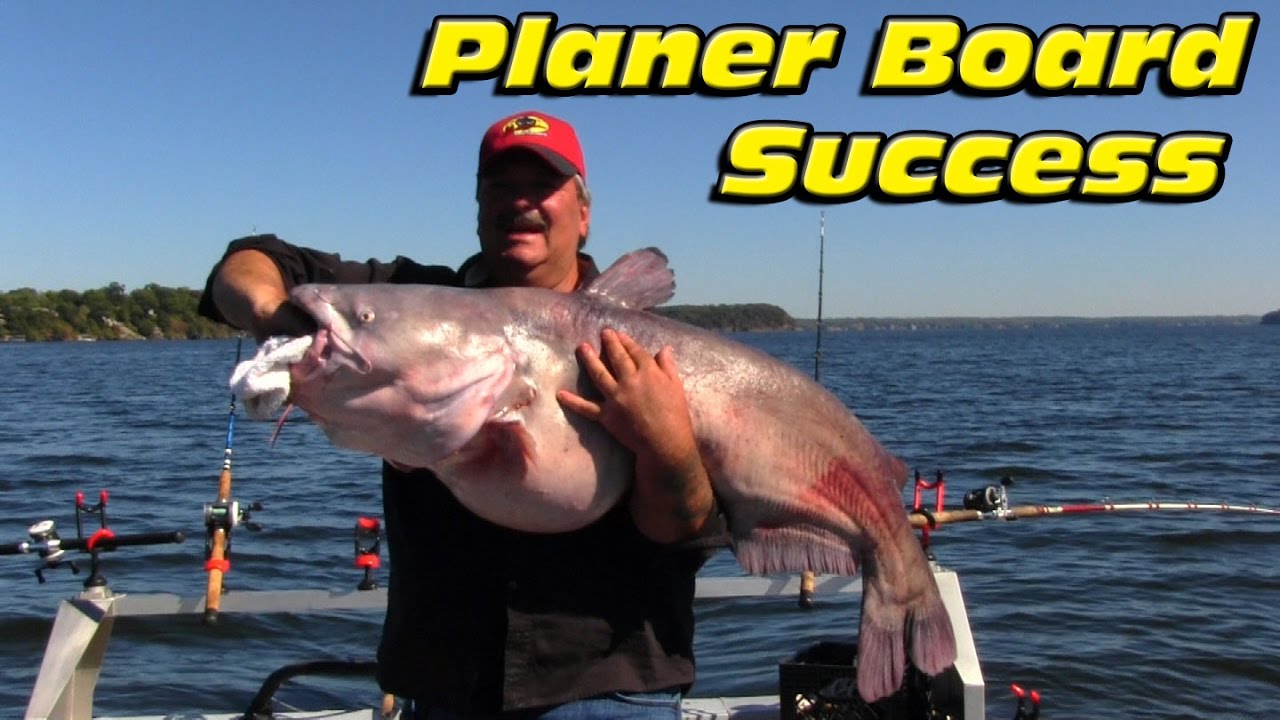 Catching Huge Catfish Using Planer Boards YouTube catching-huge-catfish-using-planer-boards-youtube