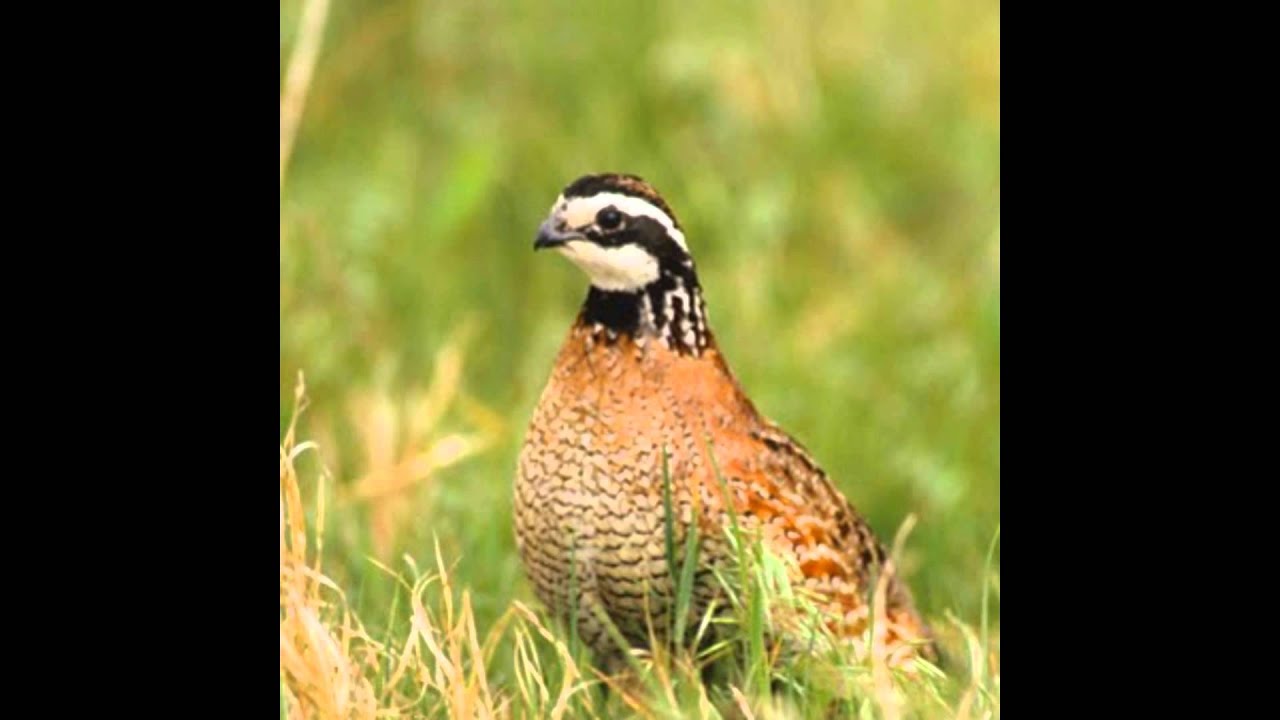 Virginia Bobwhite Bulletin Welcome - YouTube