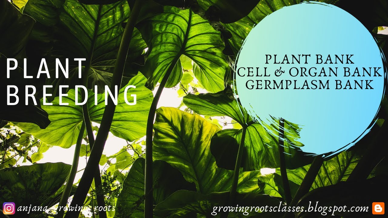 PLANT BANK | CELL & ORGAN BANK | GERMPLASM BANK - MALAYALAM | Ex-situ ...