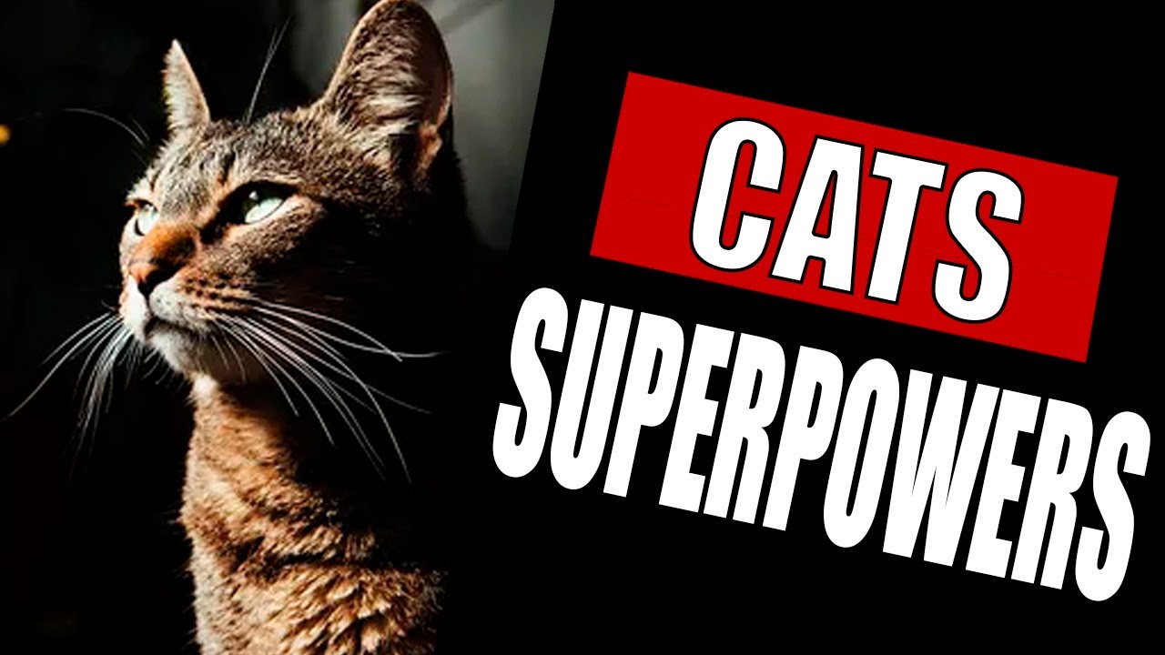Your Cat's Superpowers 10 Facts That Will Blow Your Mind - YouTube