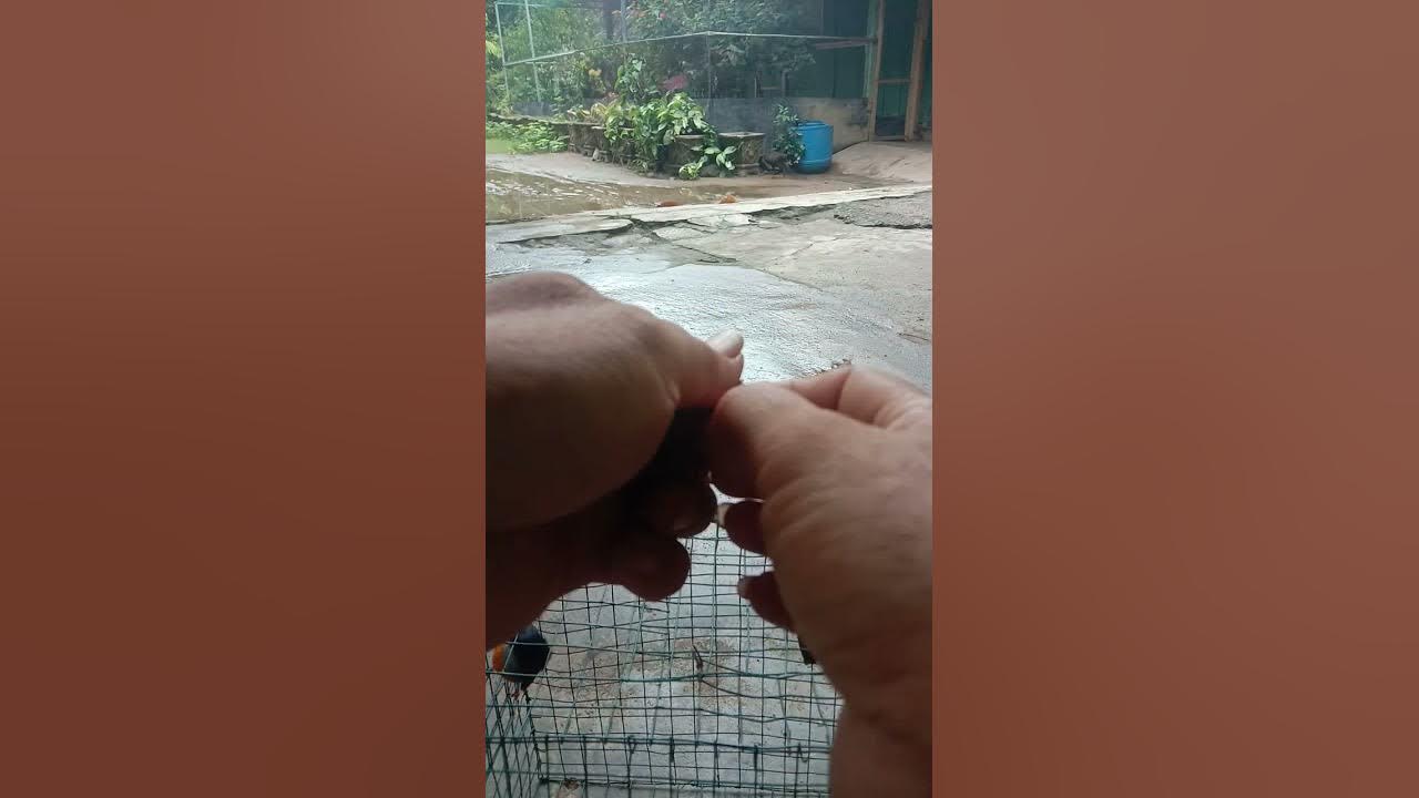 Melepas burcil 23 Desember 2024 - YouTube