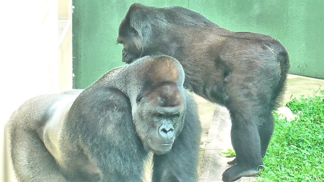Shabani approaches Ai with growing feelings for her. Gorilla, Silver ...