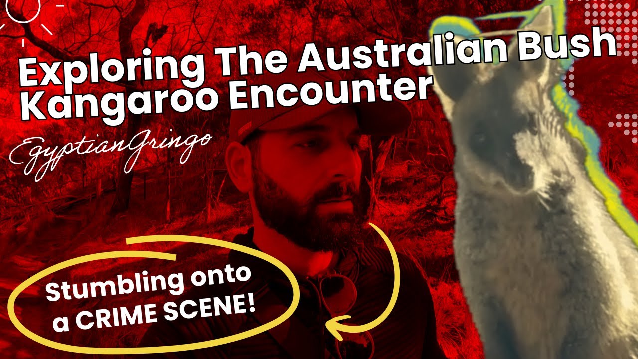 Exploring The Australian Bush - Kangaroo Encounter - Nature CRIME SCENE ...