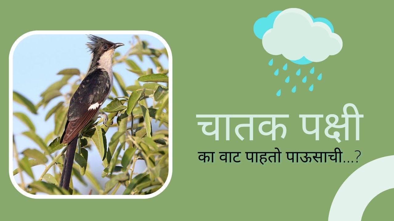 Chatak Pakshi Marathi Kavita YouTube Chatak Pakshi Marathi Kavita YouTube