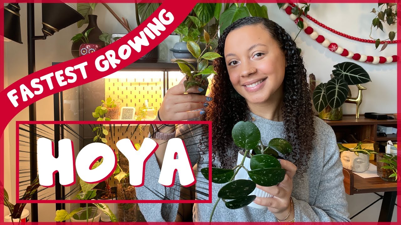 My FASTEST Growing HOYA!! | You'll Love These 😍 - YouTube