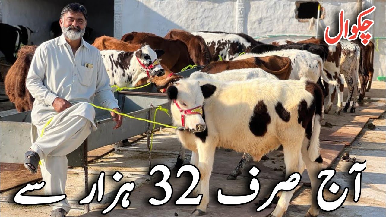 Chakwal | Australian Heifers | Cross calf | Australian female calf | 8 ...