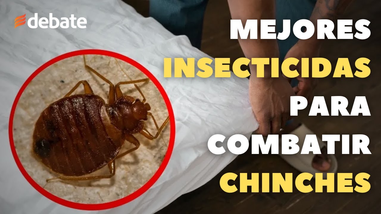 ¿Plaga de chinches? Mejores insecticidas y aromas naturales para ...