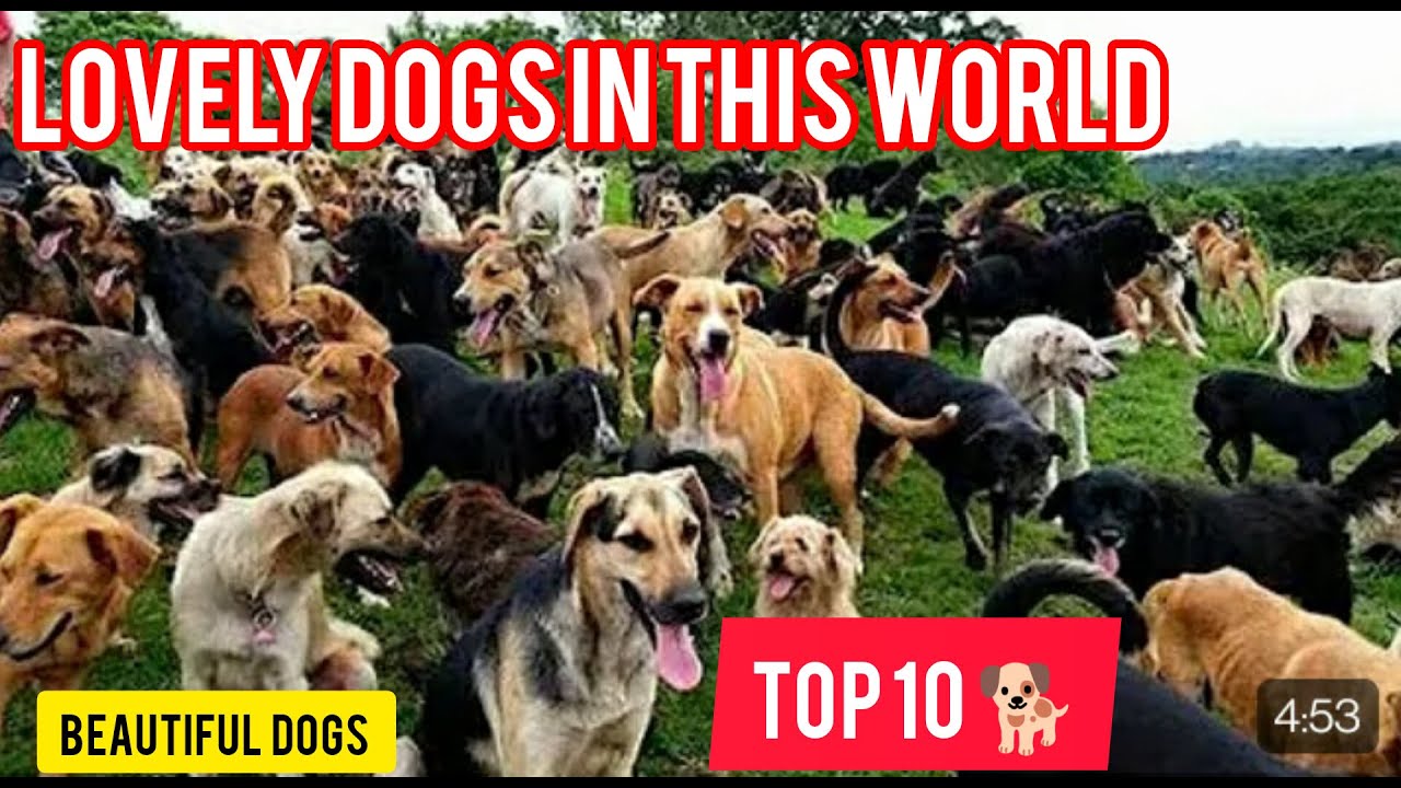 in this world most beautiful dogs|Top beautiful dogs |Most lovely dogs ...