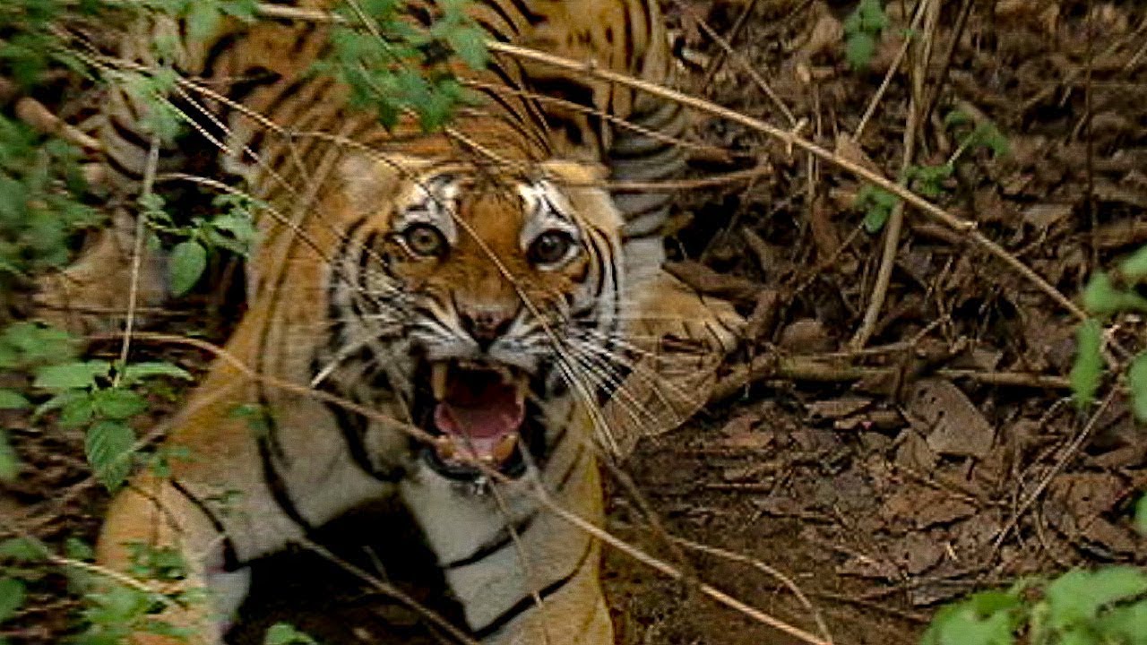 Getting Too Close to a Wild Tiger | Deadly 60 | BBC Earth Explore - YouTube