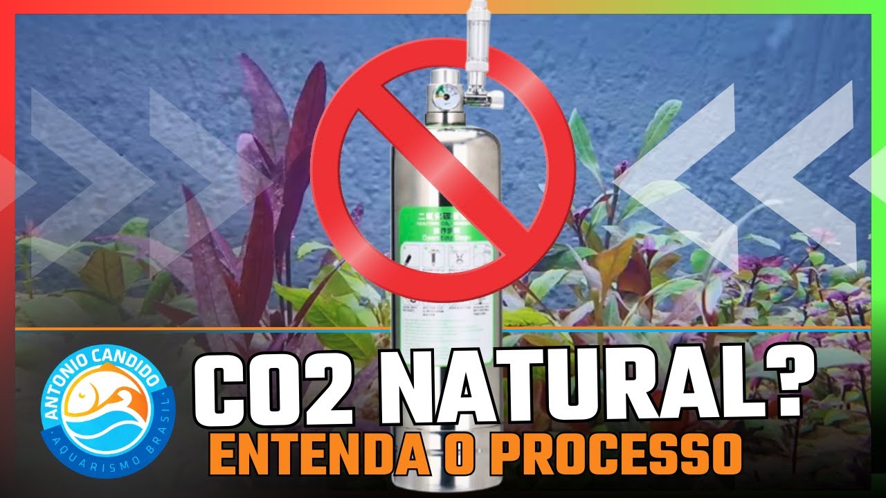 Transforme Seu Aquário Em Um Paraíso Verde Com Co2 Natural! - YouTube