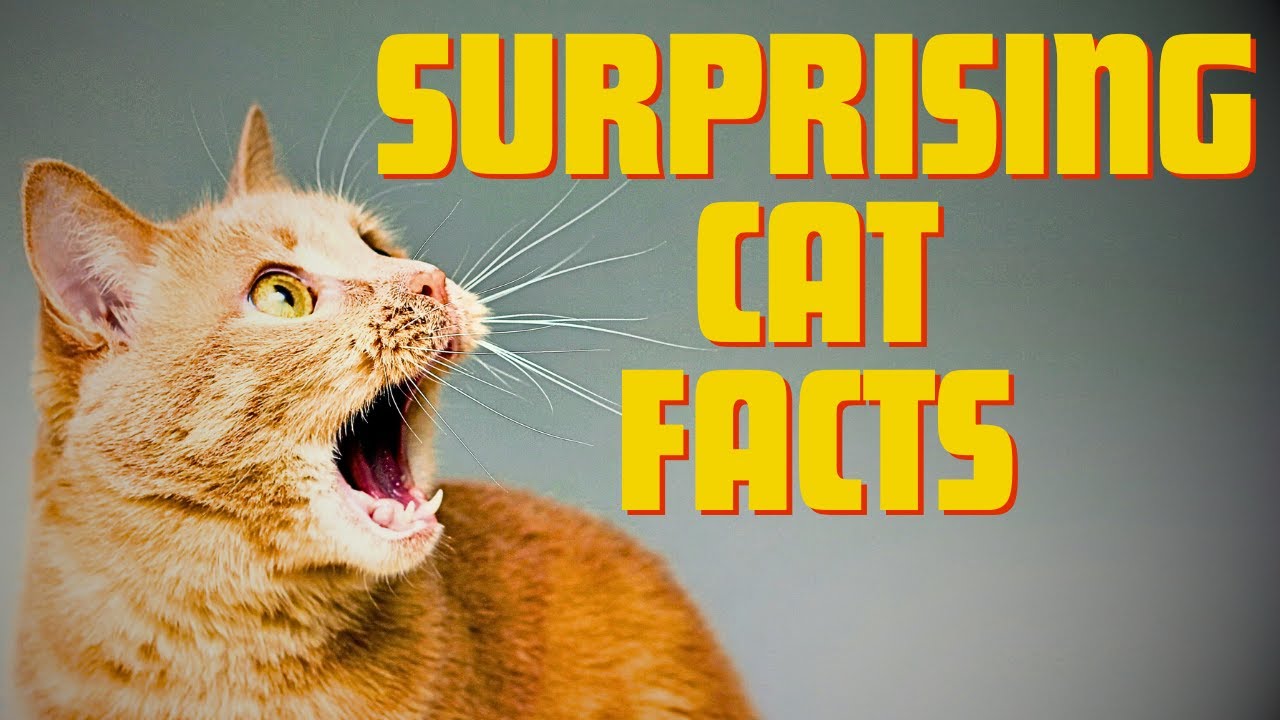 10 Most Fascinating Facts About Cats That You Probably Didn’t Know ...