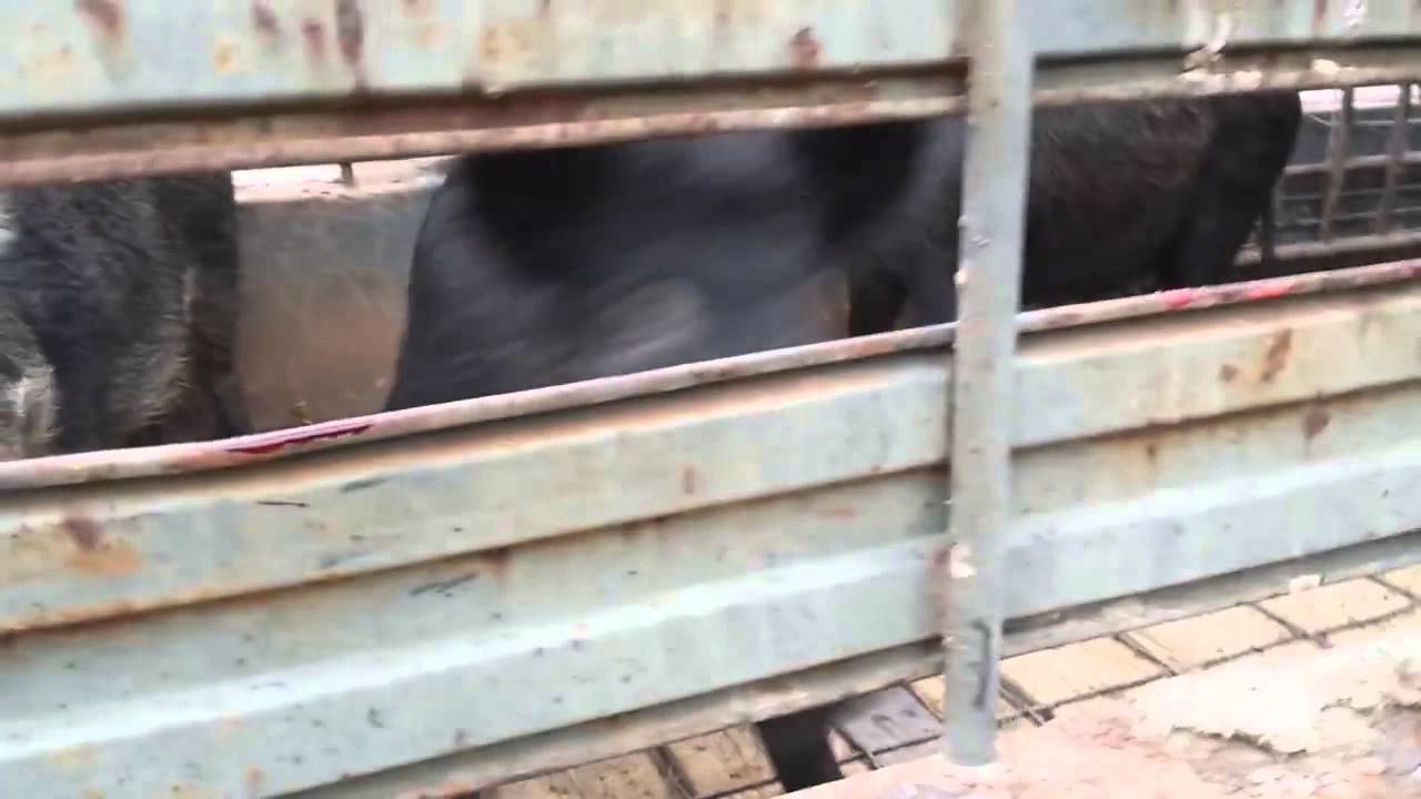 TOO MANY HOGS in Texas! Help us! - YouTube