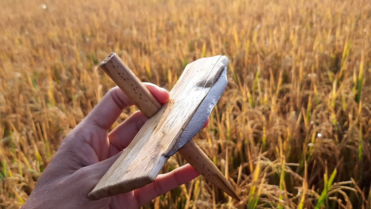 CARA PANEN PADI TRADISIONAL MENGUNING di SAWAH ANI-ANI Budaya Alam ...