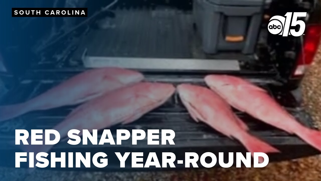 Gov. McMaster signs law for year-round snapper-grouper fishing in state waters - YouTube