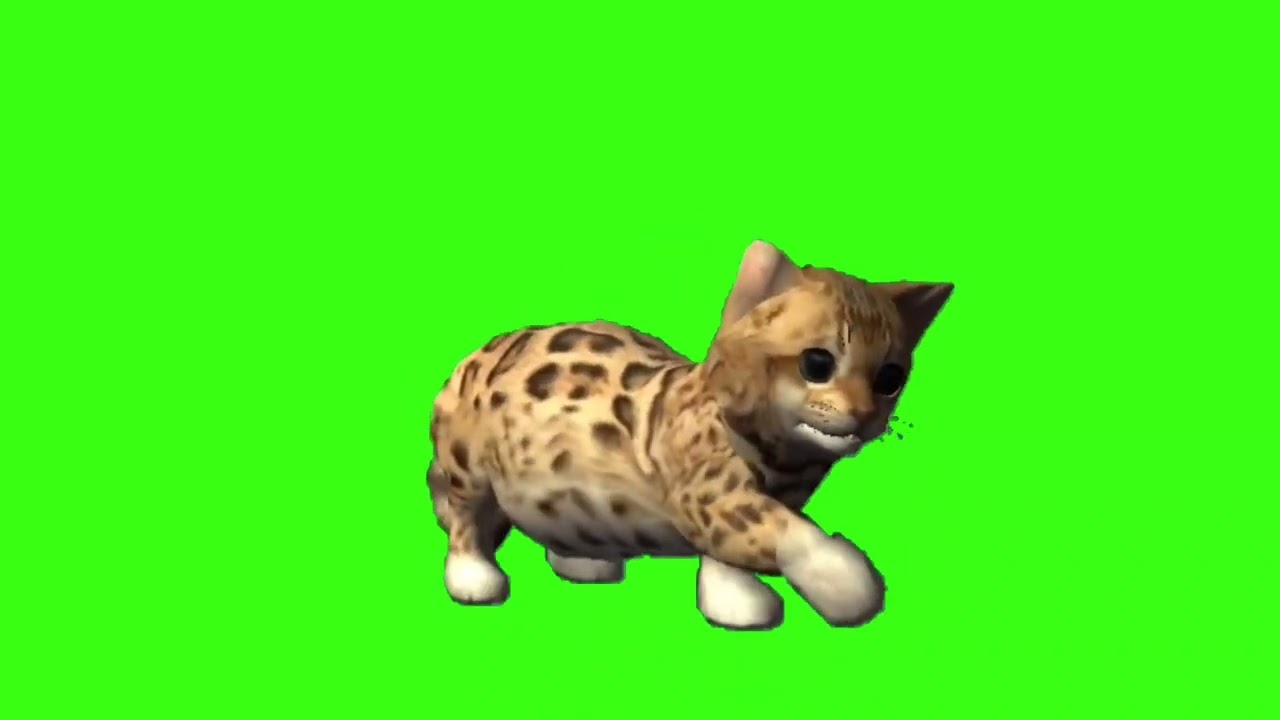 green screen cat बिल्ली animation cartoon !no copyright character!# ...