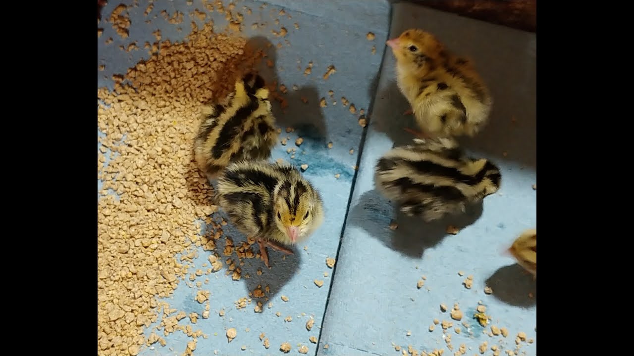 Falb Fee Quail babies 20 Jul 22 - YouTube