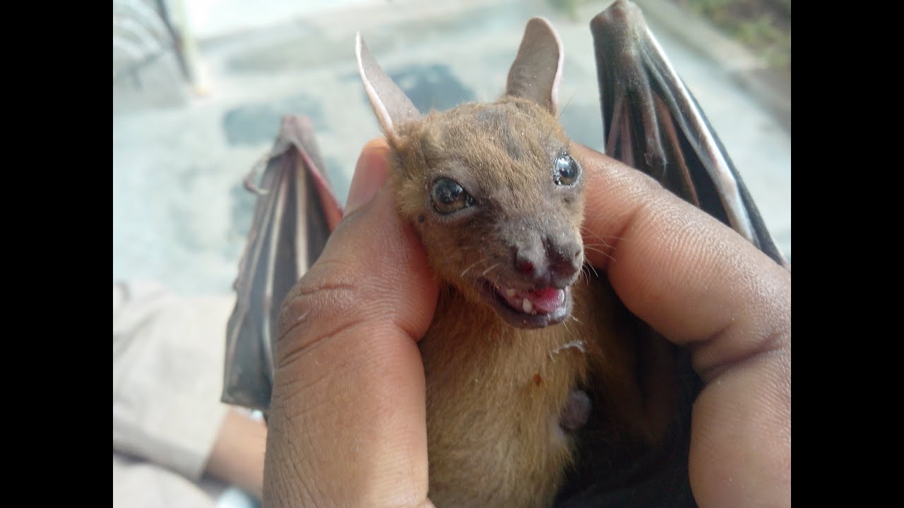 Strange Facts About Bats Found - YouTube