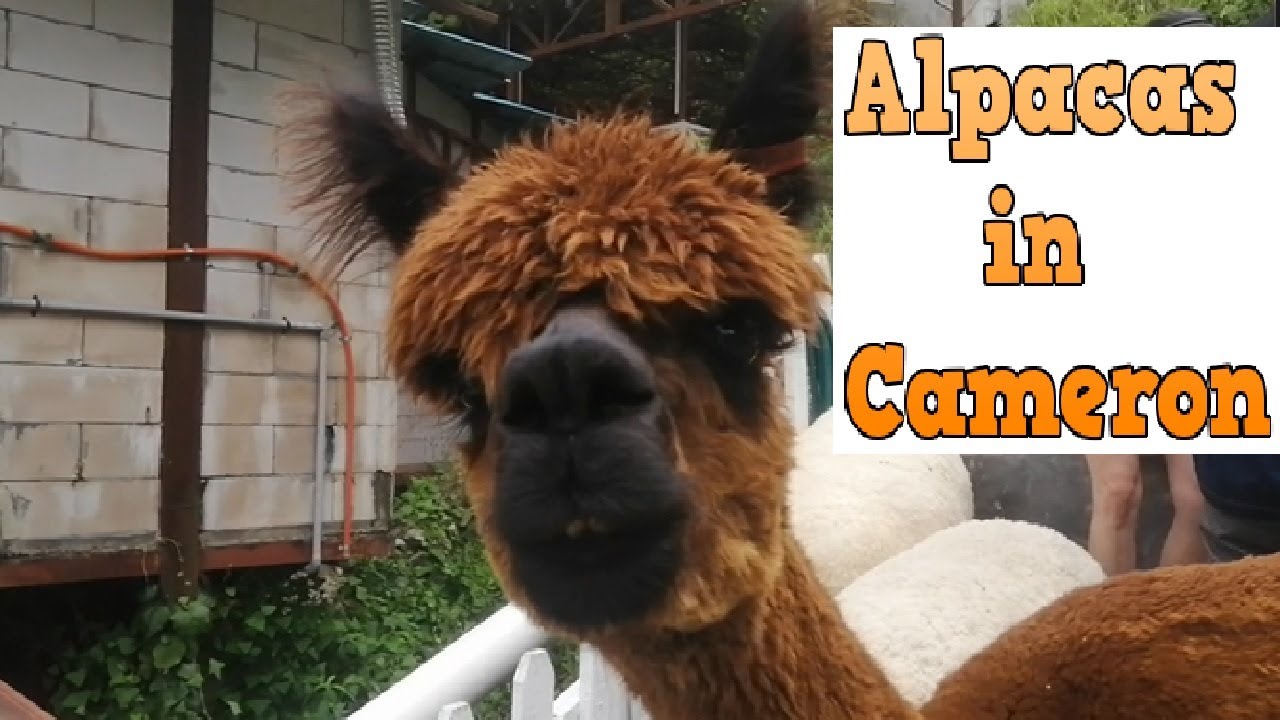 Alpacas In Cameron Highlands - The Sheep Sanctuary - YouTube