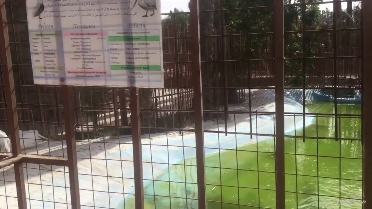 A little journey to Hurghada’s Zoo park - YouTube