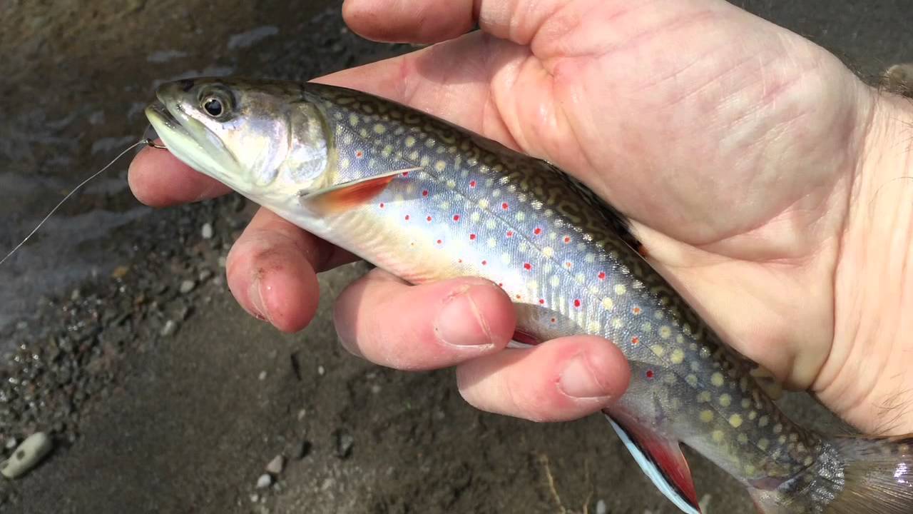 Feeder Stream - YouTube