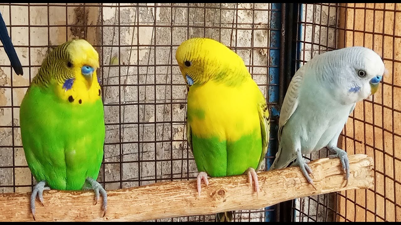 budgie sounds for pet parakeets to make them happy - YouTube