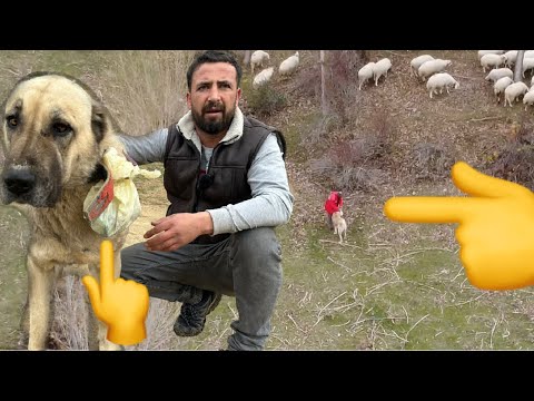 OĞLU KÖPEK İLE BABASINA İLACINI GÖNDERİYOR / DAĞDA KOYUN OTLATAN BABA İLACINI EVDE UNUTTU
