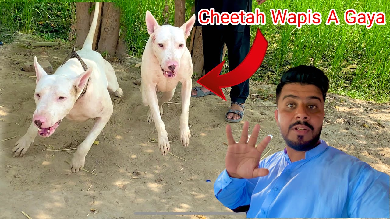 1 Saal Bad Cheetah Ki Bloodline Mil Gai | Full Aggressive Gultair Dog ...