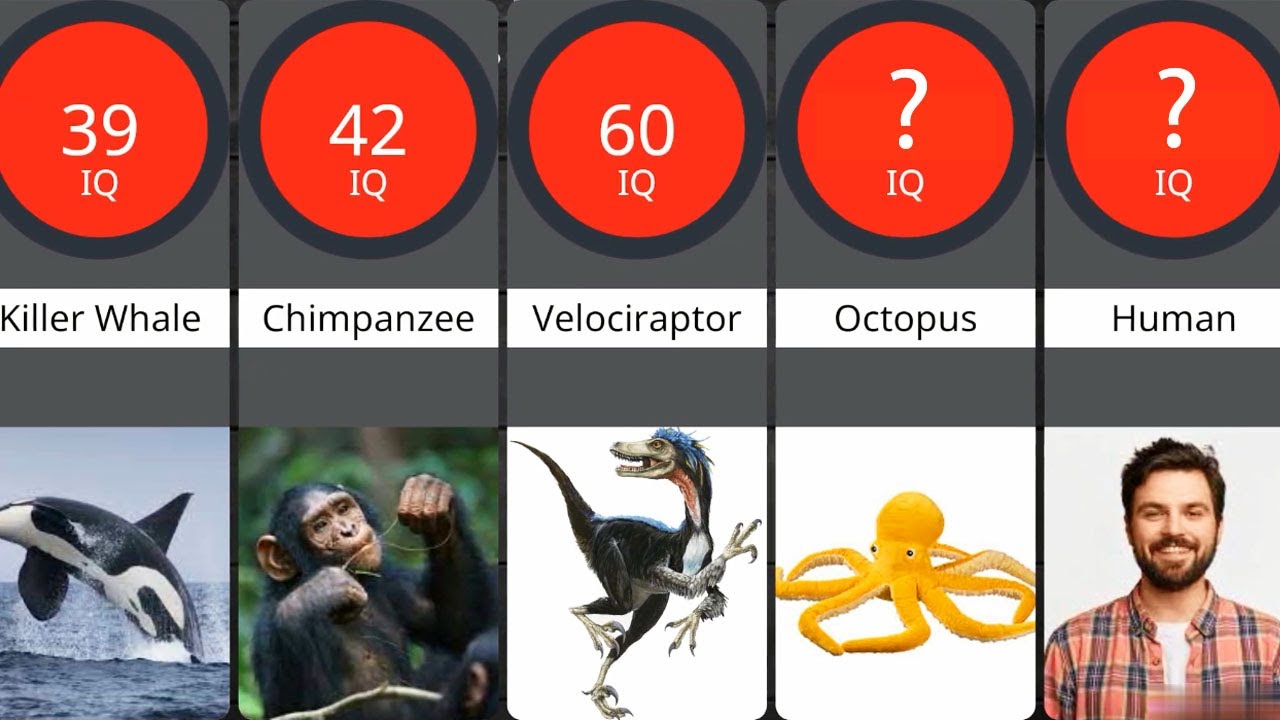 Comparison: Animal Intelligence (IQ) - YouTube