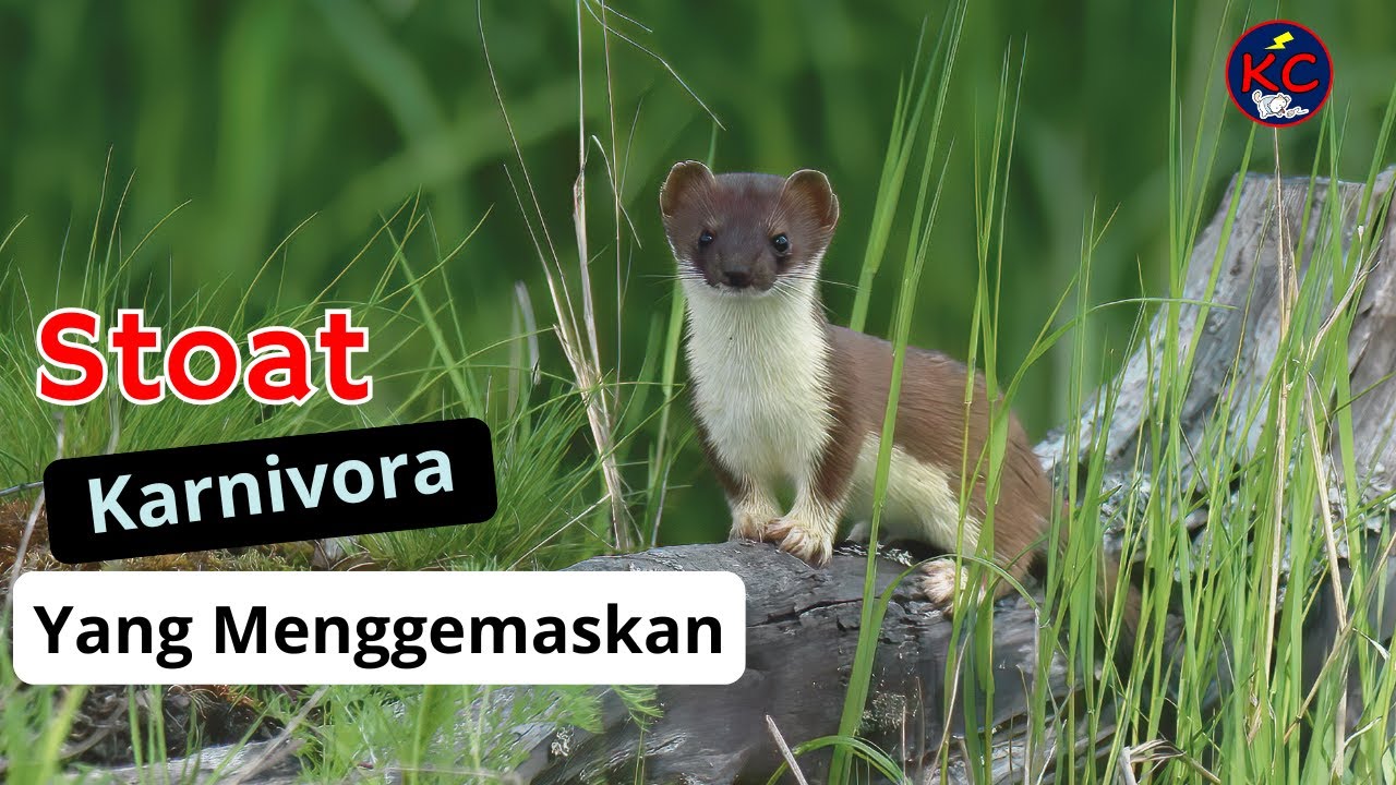 Stoat, Karnivora Yang Menggemaskan - YouTube