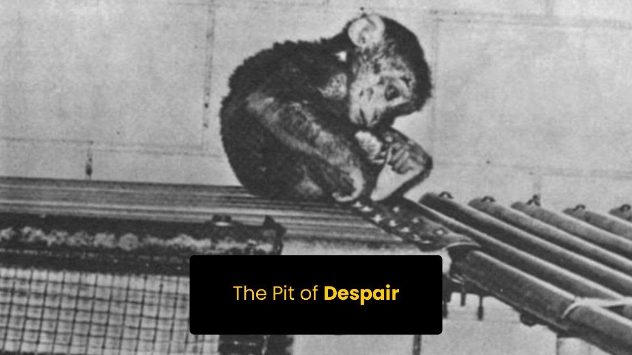 The Pit of Despair | Harry Harlow Monkey experiment | Harlow rhesus ...