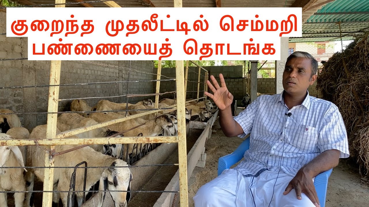 Start sheep farm with minimal investment | Scientific approach in sheep ...